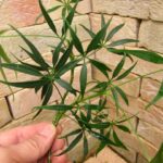 Schefflera microphylla 貴重な1株 | 希少植物の販売 アグラオネマ専門販売店 『アグラオネマ本舗』
