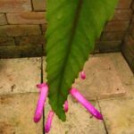 ディソカクタス アマゾニクス(Disocactus amazonicus ssp.panamensis) | 希少植物の販売 アグラオネマ専門 ...