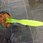 ディソカクタス アマゾニクス(Disocactus amazonicus ssp.panamensis) | 希少植物の販売 アグラオネマ専門 ...