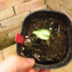 モンステラ デリシオーサ ホワイトデビル(Monstera deliciosa var.White Devil) | 希少植物の販売 ...