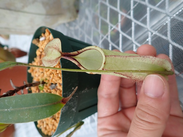 P5122659 | 希少植物の販売 アグラオネマ専門販売店 『アグラオネマ本舗』