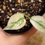 モンステラ デリシオーサ ホワイトデビル (Monstera deliciosa var. White Devil) | 希少植物の販売 ...