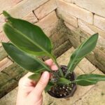 ストレリチア・ジャンセア バリエガータ(Strelitzia juncea yellow variegata) | 希少植物の販売 ...