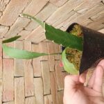 ディソカクタス アマゾニクス(Disocactus amazonicus ssp.panamensis) | 希少植物の販売 アグラオネマ専門 ...
