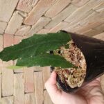 ディソカクタス アマゾニクス(Disocactus amazonicus ssp.panamensis) | 希少植物の販売 アグラオネマ専門 ...