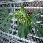 モンステラ デリシオーサ スケルトン オリジナルクローン(Monstera deliciosa var.skeleton) | 希少植物の販売 ...